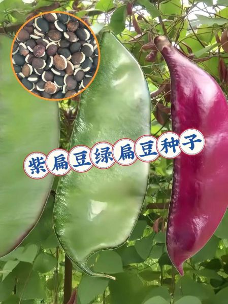 扁豆有哪些品种_扁豆怎么区分-第1张图片-山城妙识