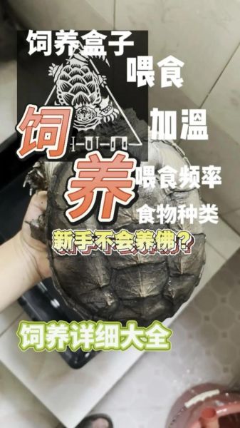 鳄龟怎么养_鳄龟吃什么-第1张图片-山城妙识