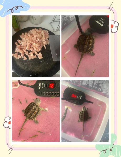 鳄龟怎么养_鳄龟吃什么-第3张图片-山城妙识