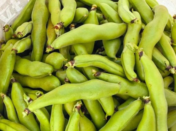 蚕豆品种图片大全_蚕豆品种有哪些-第2张图片-山城妙识 蚕豆品种图片大全_蚕豆品种有哪些-第2张图片-山城妙识