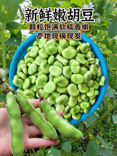 蚕豆品种图片大全_蚕豆品种有哪些-第1张图片-山城妙识 蚕豆品种图片大全_蚕豆品种有哪些-第1张图片-山城妙识