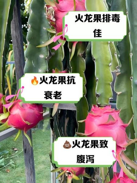 每天吃火龙果有坏处吗_火龙果吃多了会怎样-第1张图片-山城妙识 每天吃火龙果有坏处吗_火龙果吃多了会怎样-第1张图片-山城妙识