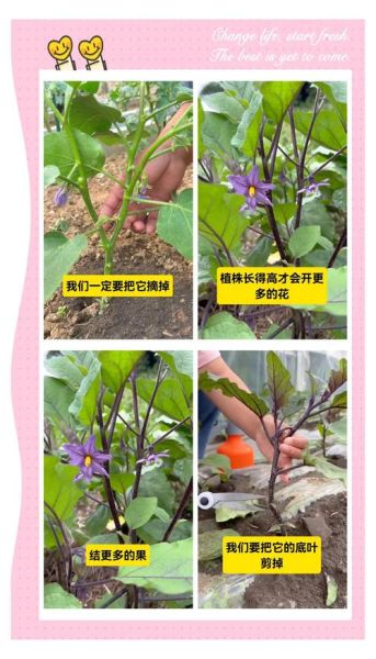 茄子种植技术与管理_茄子怎么种才能高产-第1张图片-山城妙识