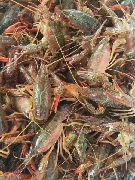龙虾多少钱一斤现在市场价_2024最新行情-第3张图片-山城妙识 龙虾多少钱一斤现在市场价_2024最新行情-第3张图片-山城妙识