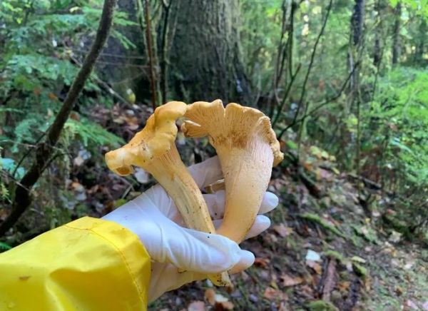 鸡油菌读音怎么读_鸡油菌拼音声调-第1张图片-山城妙识 鸡油菌读音怎么读_鸡油菌拼音声调-第1张图片-山城妙识