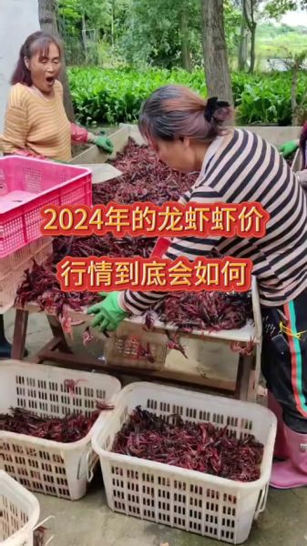 龙虾多少钱一斤现在市场价_2024最新行情-第2张图片-山城妙识 龙虾多少钱一斤现在市场价_2024最新行情-第2张图片-山城妙识