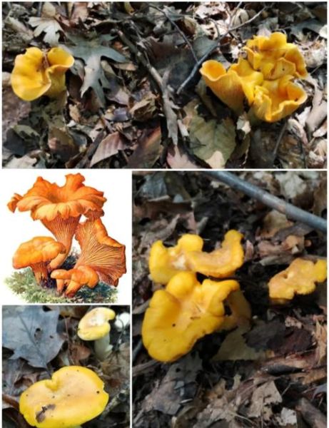 鸡油菌读音怎么读_鸡油菌拼音声调-第2张图片-山城妙识 鸡油菌读音怎么读_鸡油菌拼音声调-第2张图片-山城妙识