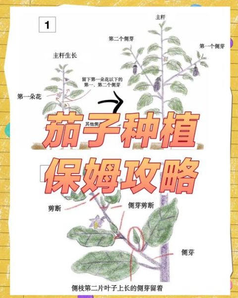 茄子种植技术与管理_茄子怎么种才能高产-第2张图片-山城妙识