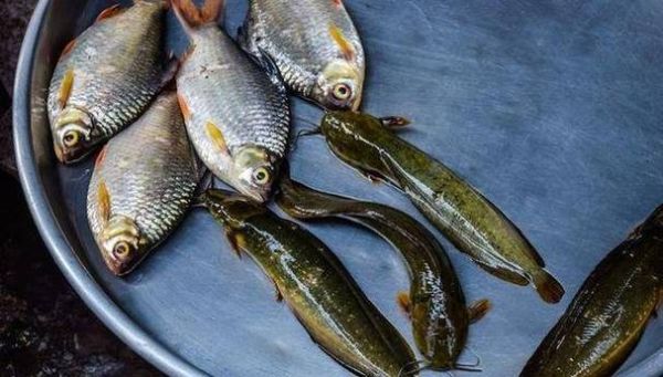 野生黄辣丁长什么样_野生黄辣丁和养殖区别-第3张图片-山城妙识 野生黄辣丁长什么样_野生黄辣丁和养殖区别-第3张图片-山城妙识