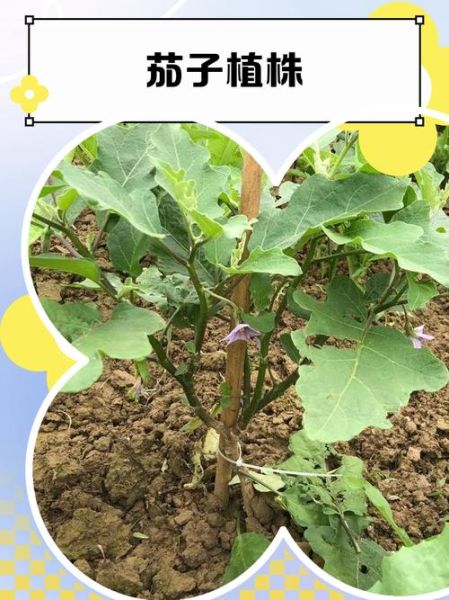 茄子种植技术与管理_茄子怎么种才能高产-第3张图片-山城妙识