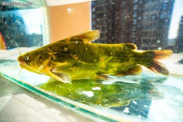 野生黄辣丁长什么样_野生黄辣丁和养殖区别-第1张图片-山城妙识 野生黄辣丁长什么样_野生黄辣丁和养殖区别-第1张图片-山城妙识