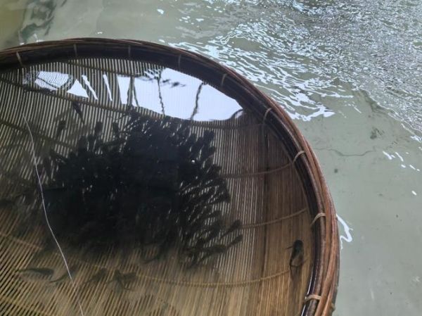 野生黄辣丁长什么样_野生黄辣丁和养殖区别-第2张图片-山城妙识 野生黄辣丁长什么样_野生黄辣丁和养殖区别-第2张图片-山城妙识