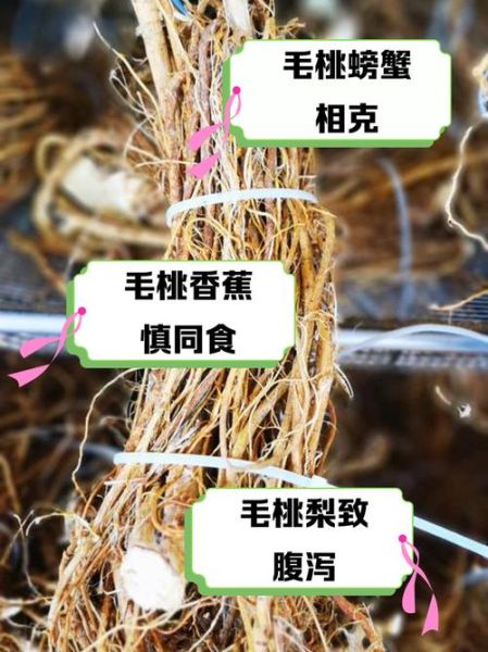 五指毛桃与什么相克_五指毛桃禁忌搭配-第1张图片-山城妙识