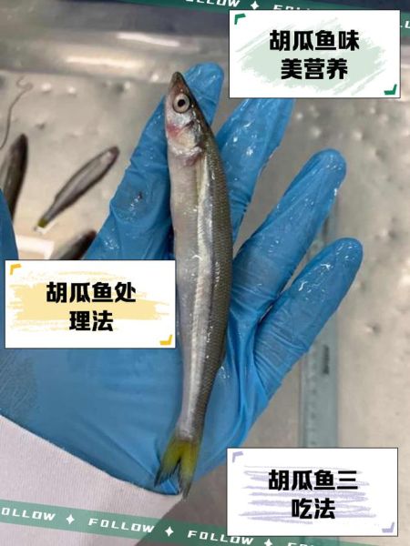 胡瓜鱼怎么做好吃_胡瓜鱼家常做法步骤-第1张图片-山城妙识