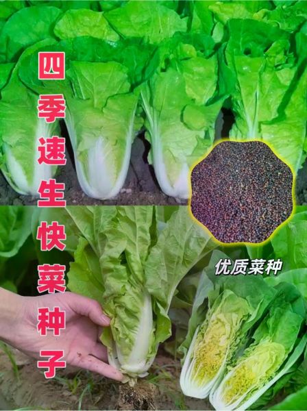 快菜的功效与作用禁忌_哪些人不能吃快菜-第2张图片-山城妙识