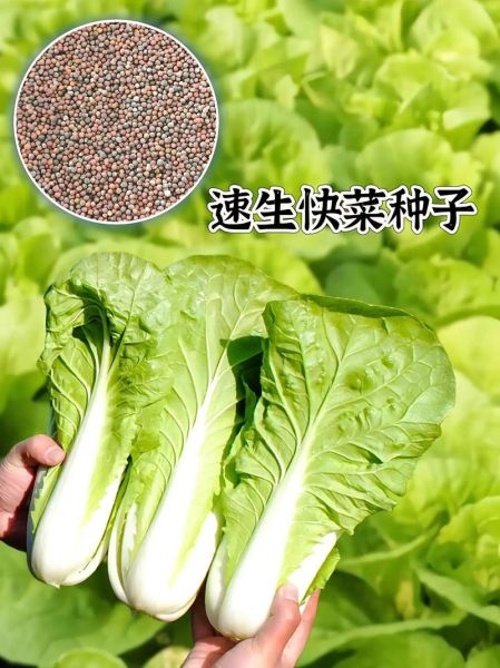 快菜的功效与作用禁忌_哪些人不能吃快菜-第1张图片-山城妙识