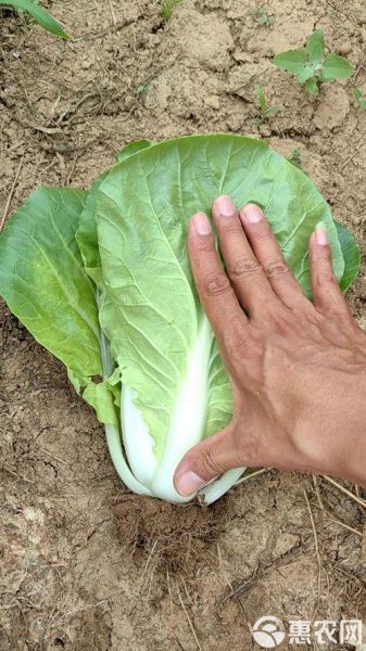 快菜的功效与作用禁忌_哪些人不能吃快菜-第3张图片-山城妙识