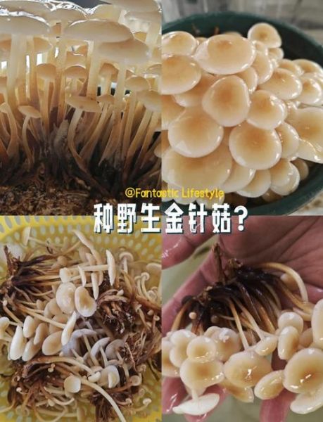 金针菇怎么种_家庭种金针菇的方法-第1张图片-山城妙识
