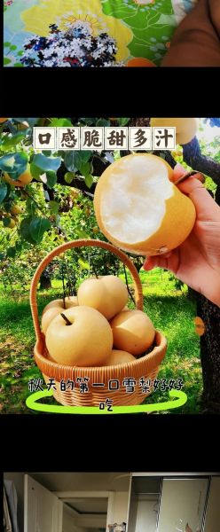 秋月梨产地是哪里_正宗秋月梨产自哪个省-第2张图片-山城妙识