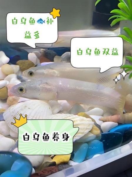 白乌鱼的功效与作用_白乌鱼适合什么人吃-第1张图片-山城妙识 白乌鱼的功效与作用_白乌鱼适合什么人吃-第1张图片-山城妙识