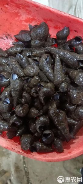 香螺多少钱一斤_香螺价格行情-第2张图片-山城妙识