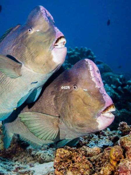 隆头鹦哥鱼怎么养_隆头鹦哥鱼能活多久-第1张图片-山城妙识