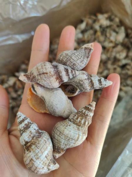 香螺多少钱一斤_香螺价格行情-第1张图片-山城妙识