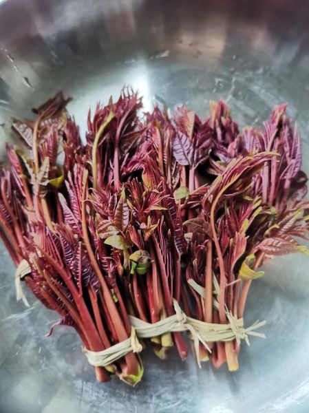 香椿可以生吃吗_香椿生吃安全吗-第1张图片-山城妙识 香椿可以生吃吗_香椿生吃安全吗-第1张图片-山城妙识