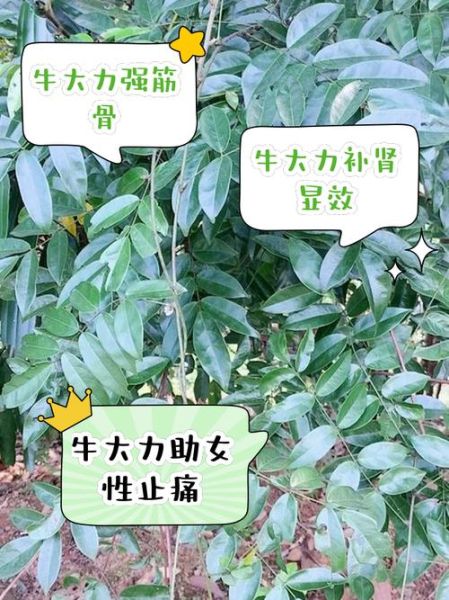 牛大力功效与作用_牛大力禁忌人群-第2张图片-山城妙识 牛大力功效与作用_牛大力禁忌人群-第2张图片-山城妙识