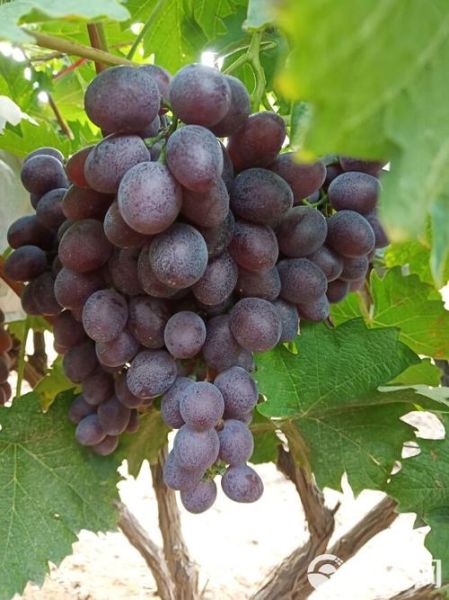 玫瑰香葡萄几月成熟_采摘最佳时间-第2张图片-山城妙识 玫瑰香葡萄几月成熟_采摘最佳时间-第2张图片-山城妙识