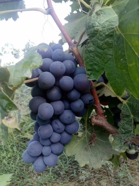 玫瑰香葡萄几月成熟_采摘最佳时间-第1张图片-山城妙识 玫瑰香葡萄几月成熟_采摘最佳时间-第1张图片-山城妙识