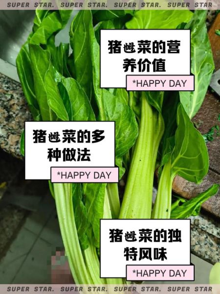 猪乸菜的功效与禁忌_孕妇能吃吗-第1张图片-山城妙识 猪乸菜的功效与禁忌_孕妇能吃吗-第1张图片-山城妙识