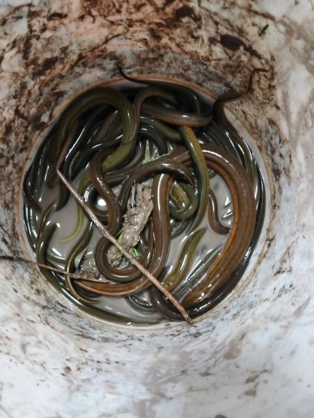 鳝鱼事件真相_鳝鱼还能不能吃-第2张图片-山城妙识