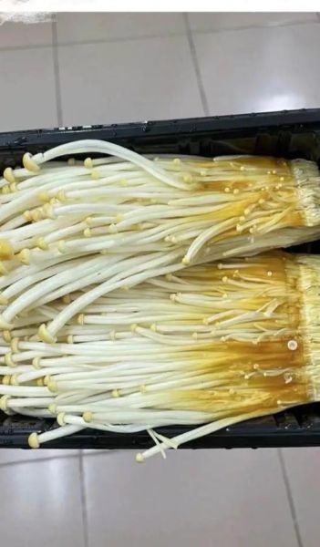 银针菇和金针菇的区别_如何一眼分辨两种菌菇-第2张图片-山城妙识