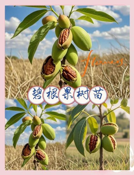 碧根果树适合哪里种植_南方北方都能种吗-第1张图片-山城妙识 碧根果树适合哪里种植_南方北方都能种吗-第1张图片-山城妙识