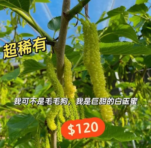 白桑葚图片_白桑葚的功效与作用-第3张图片-山城妙识 白桑葚图片_白桑葚的功效与作用-第3张图片-山城妙识