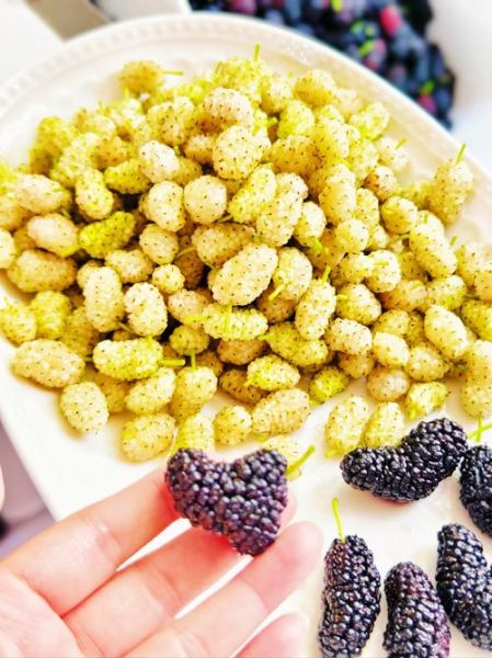 白桑葚图片_白桑葚的功效与作用-第2张图片-山城妙识 白桑葚图片_白桑葚的功效与作用-第2张图片-山城妙识