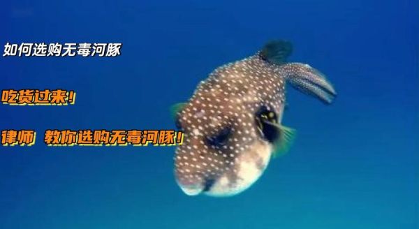 养殖河豚为什么无毒_人工控毒原理-第1张图片-山城妙识 养殖河豚为什么无毒_人工控毒原理-第1张图片-山城妙识