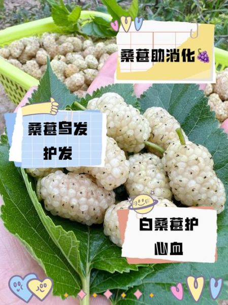 白桑葚图片_白桑葚的功效与作用-第1张图片-山城妙识 白桑葚图片_白桑葚的功效与作用-第1张图片-山城妙识