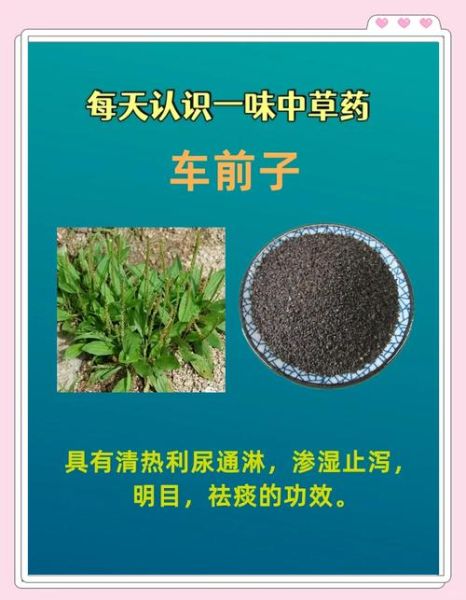 车前子图片大全_如何辨别真假车前子-第1张图片-山城妙识 车前子图片大全_如何辨别真假车前子-第1张图片-山城妙识