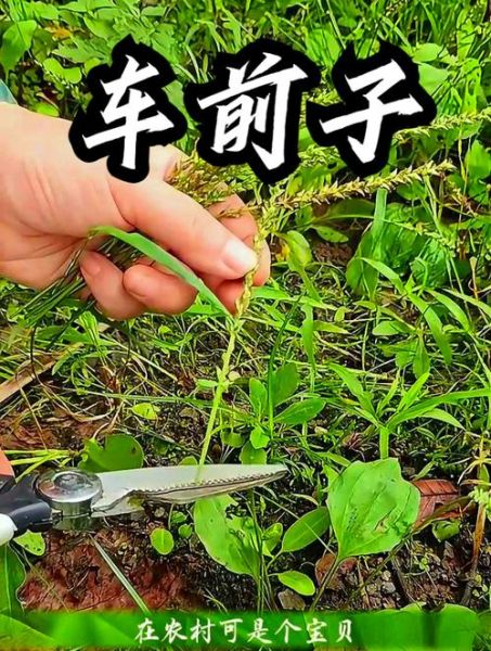 车前子图片大全_如何辨别真假车前子-第2张图片-山城妙识 车前子图片大全_如何辨别真假车前子-第2张图片-山城妙识