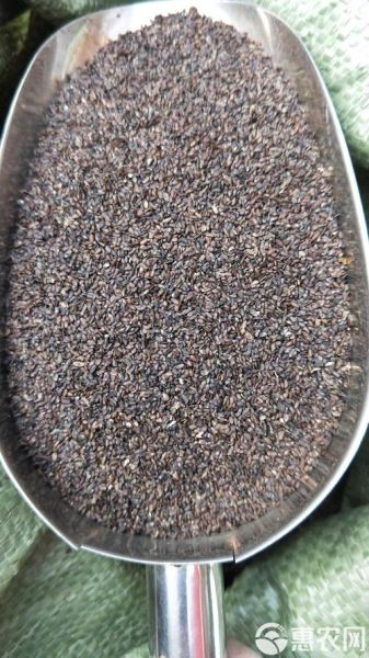 车前子图片大全_如何辨别真假车前子-第3张图片-山城妙识 车前子图片大全_如何辨别真假车前子-第3张图片-山城妙识