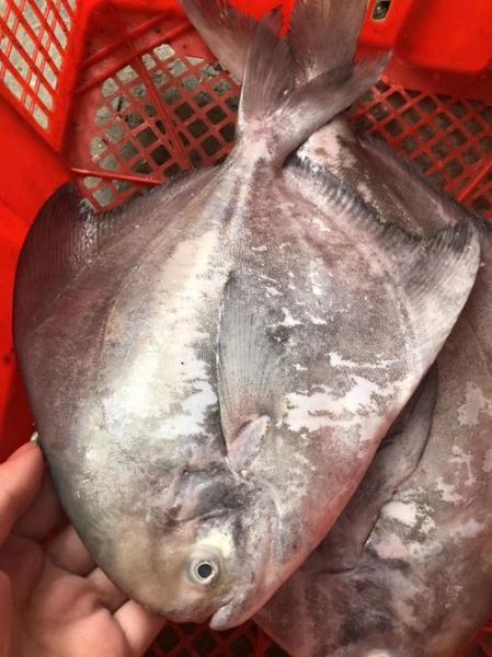 斗鲳鱼和白鲳鱼的区别_哪个更好吃-第3张图片-山城妙识 斗鲳鱼和白鲳鱼的区别_哪个更好吃-第3张图片-山城妙识