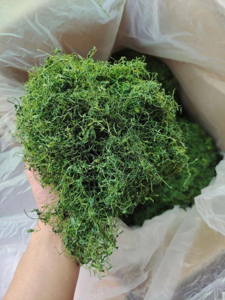 绞股蓝多少钱一斤_绞股蓝价格影响因素-第1张图片-山城妙识