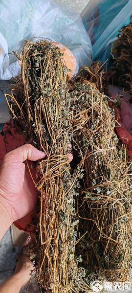 绞股蓝多少钱一斤_绞股蓝价格影响因素-第2张图片-山城妙识