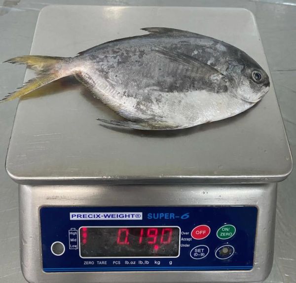 斗鲳鱼和白鲳鱼的区别_哪个更好吃-第1张图片-山城妙识 斗鲳鱼和白鲳鱼的区别_哪个更好吃-第1张图片-山城妙识