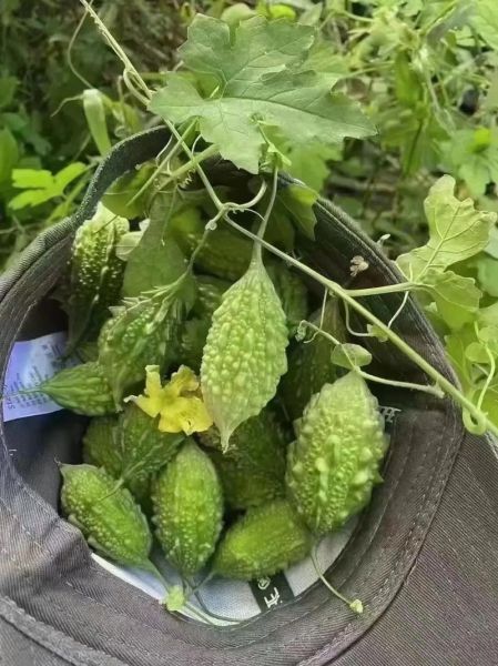 山苦瓜降血糖真的有用吗_山苦瓜怎么吃效果最好-第1张图片-山城妙识