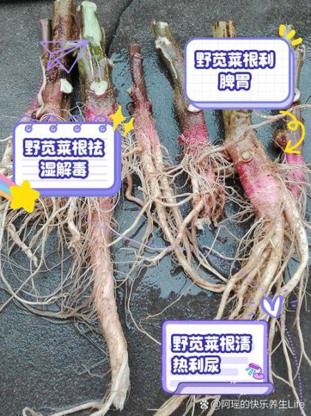 野苋菜根煮水喝的功效与作用_野苋菜根水能天天喝吗-第1张图片-山城妙识 野苋菜根煮水喝的功效与作用_野苋菜根水能天天喝吗-第1张图片-山城妙识