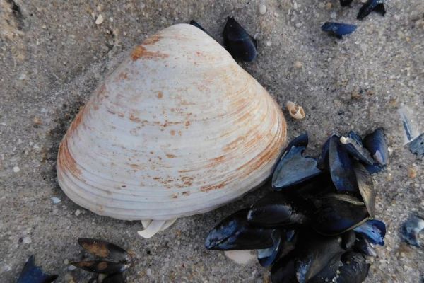 河蚌为什么蚂蟥多_河蚌养殖如何减少蚂蟥-第1张图片-山城妙识