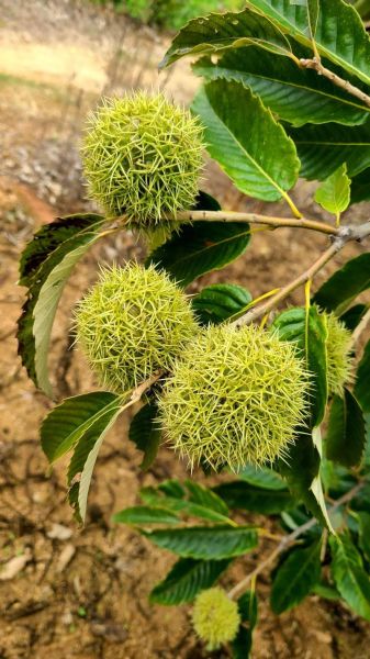 生板栗和熟板栗哪个补肾_怎么吃最养肾-第2张图片-山城妙识